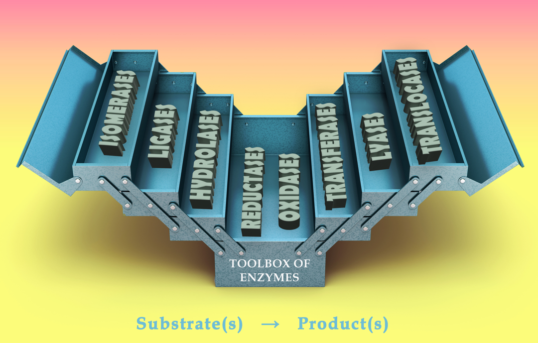 Enzyme Toolbox - Paradisi Research